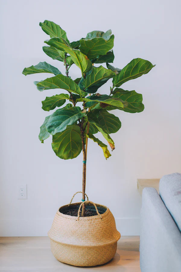 Plant - Fiddle-Leaf Fig 14" Ficus Iyrata – Frenchie's Floral Studio