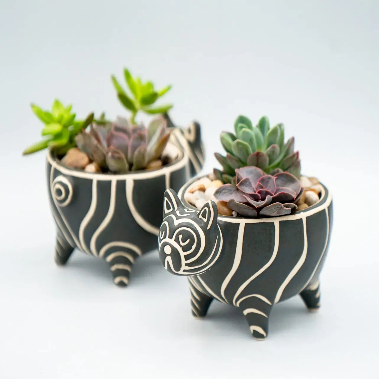 Frenchie - The Succulent Planter – Frenchie's Floral Studio